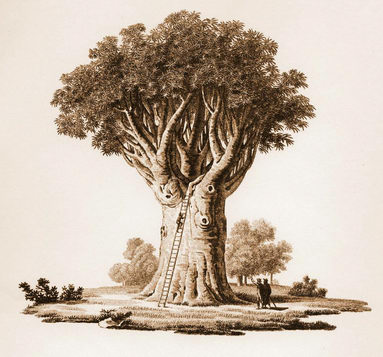 GIANT, ANCIENT & HISTORIC TREES with Geoffrey Edwards