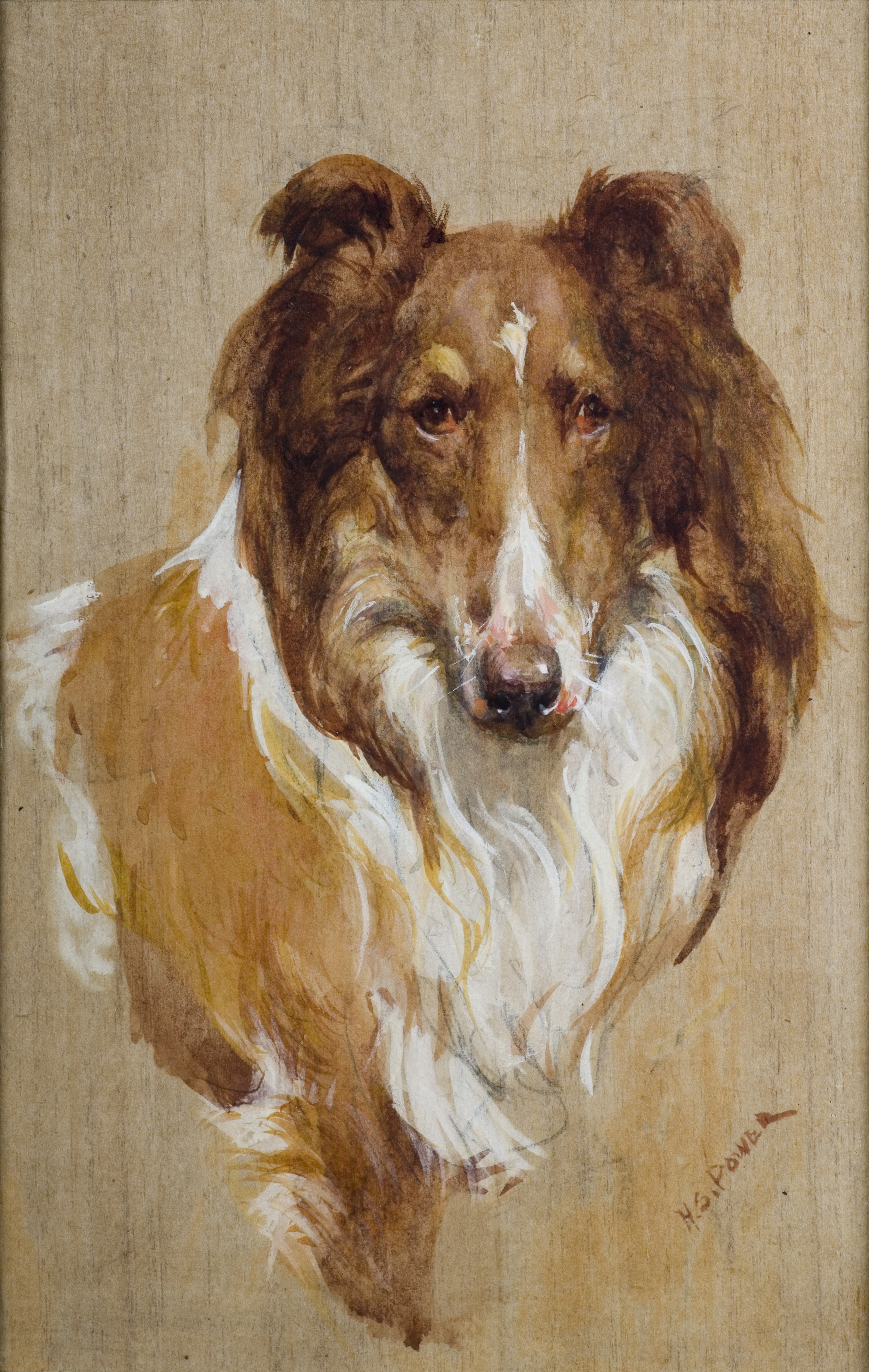 STUDY SERIES | PRETTY WILD | PAWS & PORTRAITS | Animals in Art with ...